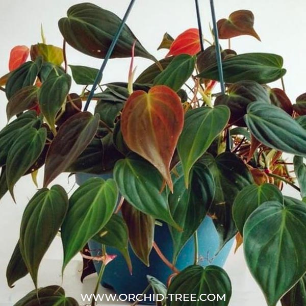 PHILODENDRON Archives - myindoorplants