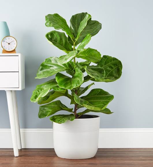Fiddle Leaf Fig Care - MyindoorPlants