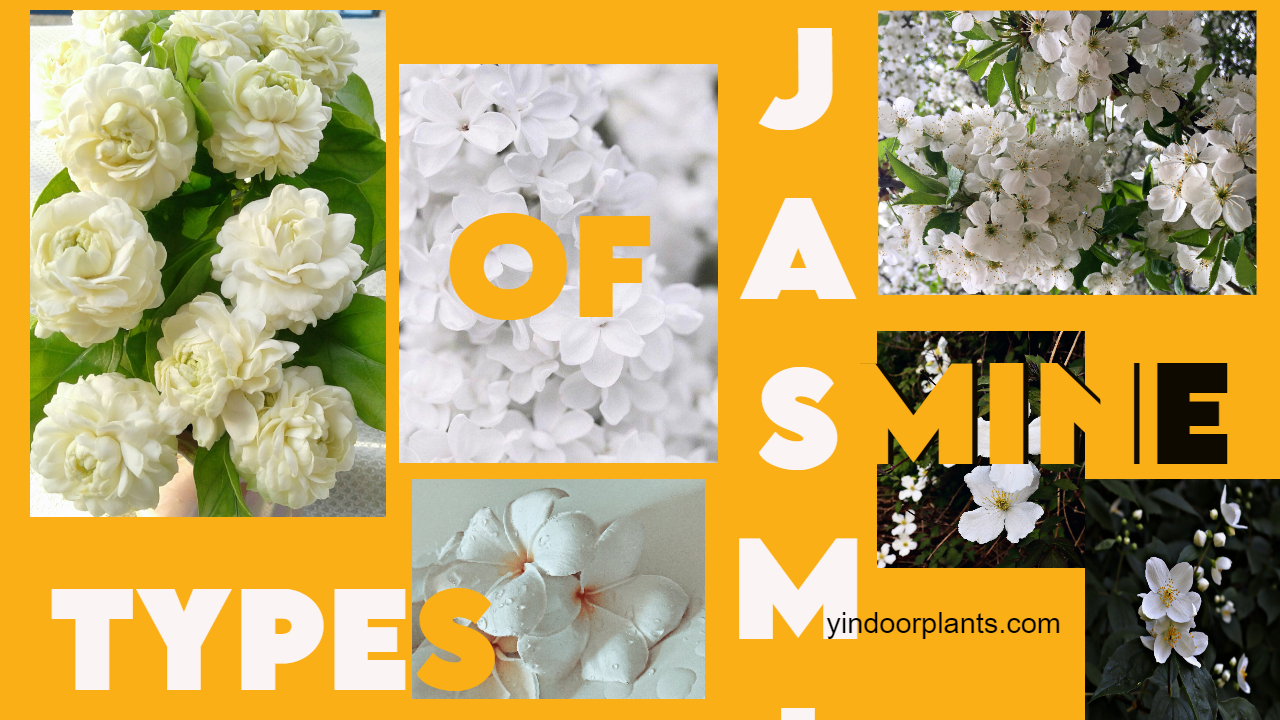 Jasmine Plant Types