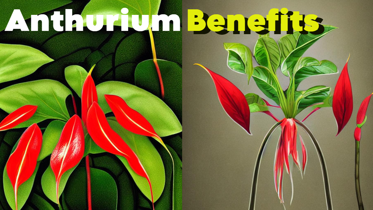 Benefits of Anthurium - myindoorplants - myindoorplants