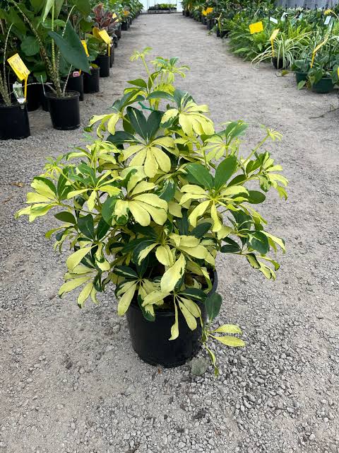 Types of Schefflera(Umbrella plant) – myindoorplants – MY INDOOR PLANTS