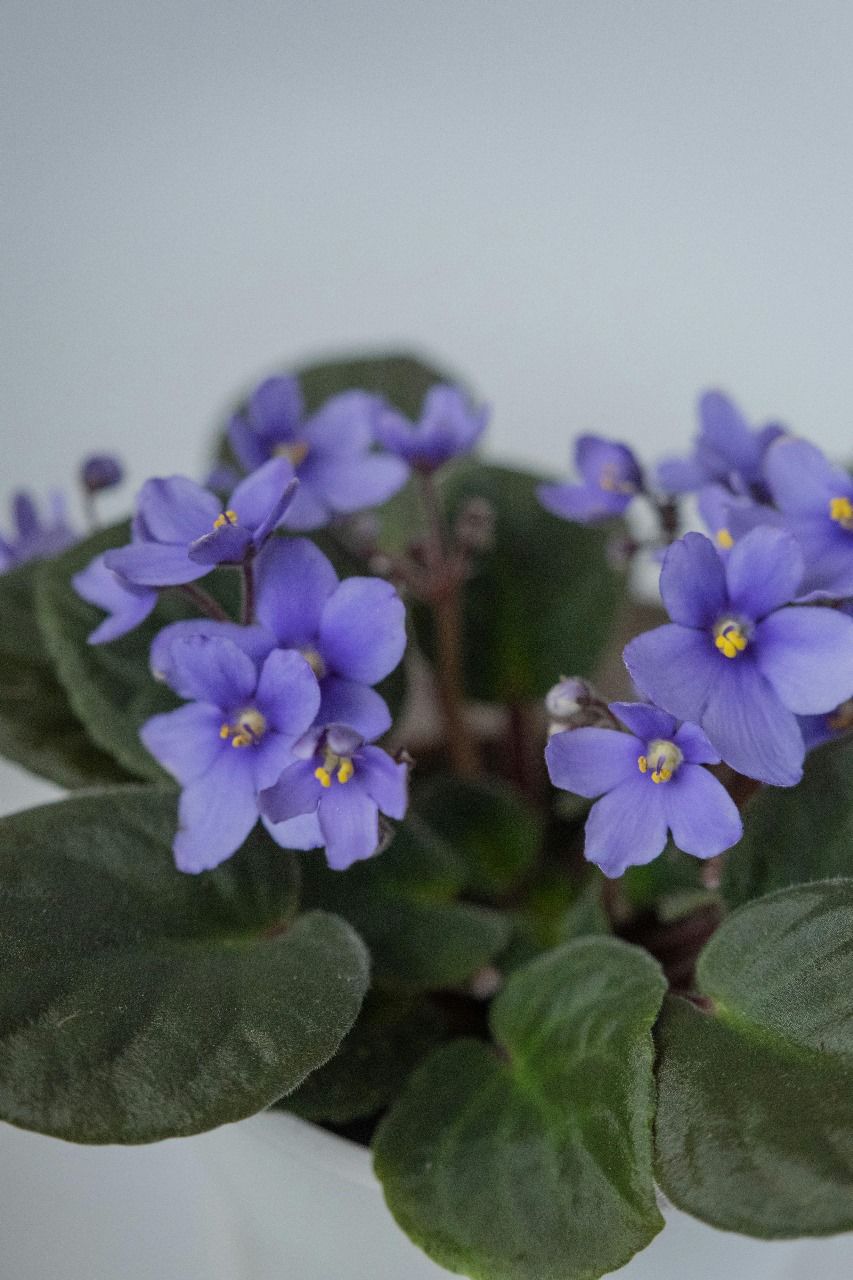 19 Types of African violet | Include Details - myindoorplants ...