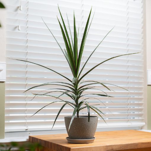 How to grow and care Dragon (Dracaena)Plant - myindoorplants ...