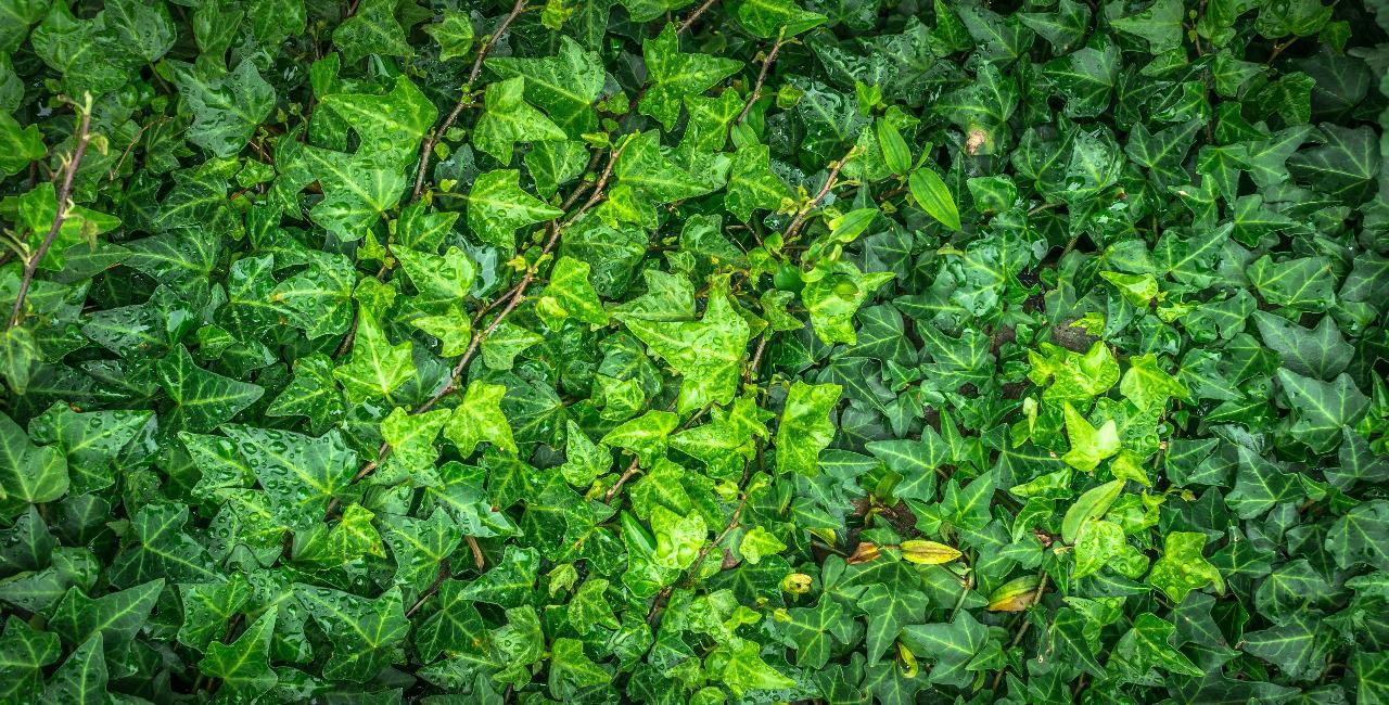 19 Types of English ivy ( Hedara helix ) - myindoorplants - myindoorplants