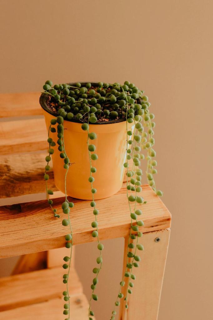 How to grow and care of String of Pearls - myindoorplants - myindoorplants