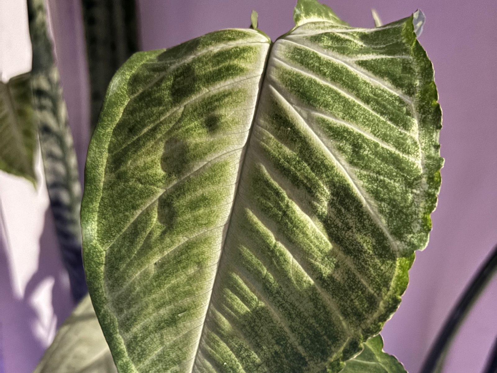 How to grow and care Arrowhead Plant (Complete Guide) - myindoorplants