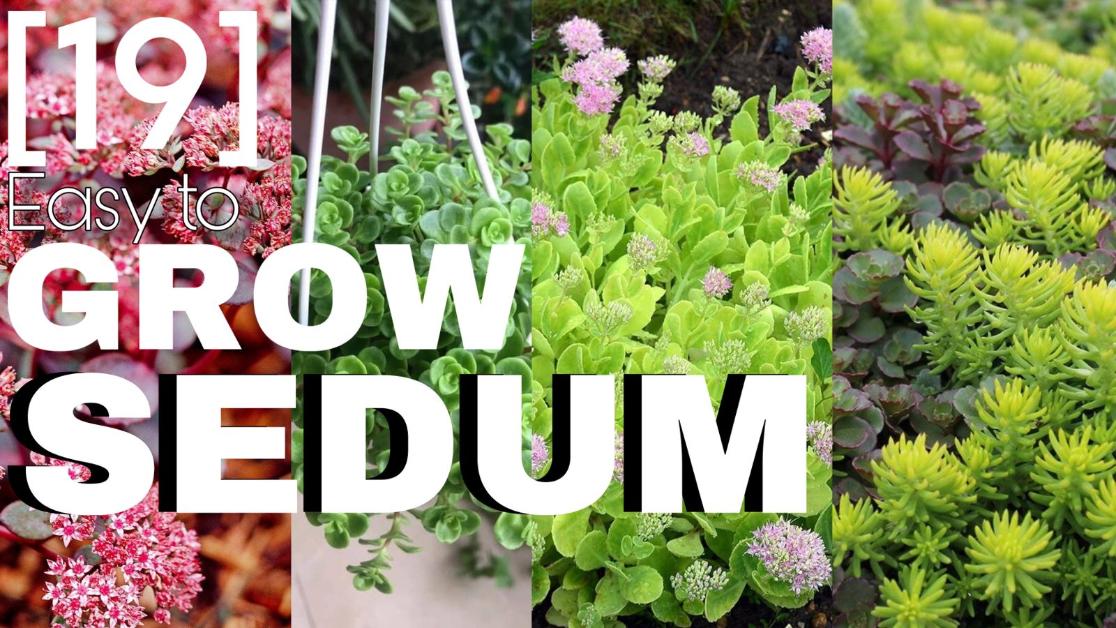 plant types Archives - MyindoorPlants