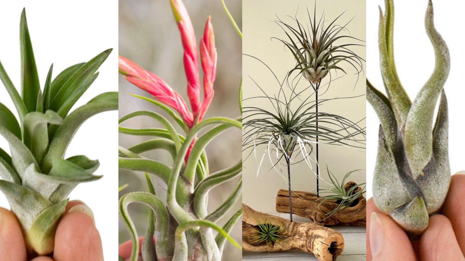 Tillandsia Air Plant Types: Characteristics, Photos, and Care Tips ...