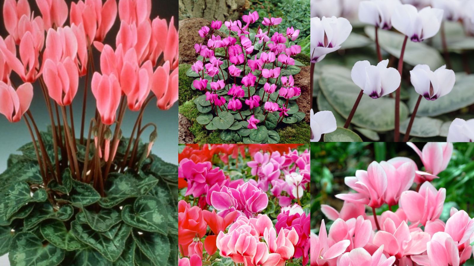 types of cyclamen - 18 easy to grow cyclamen for colour in spring ...