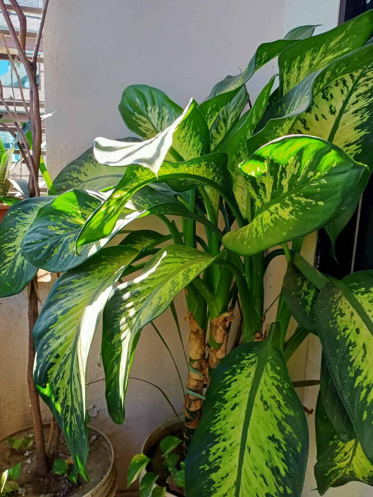 Dumb Cane Plant Archives - myindoorplants