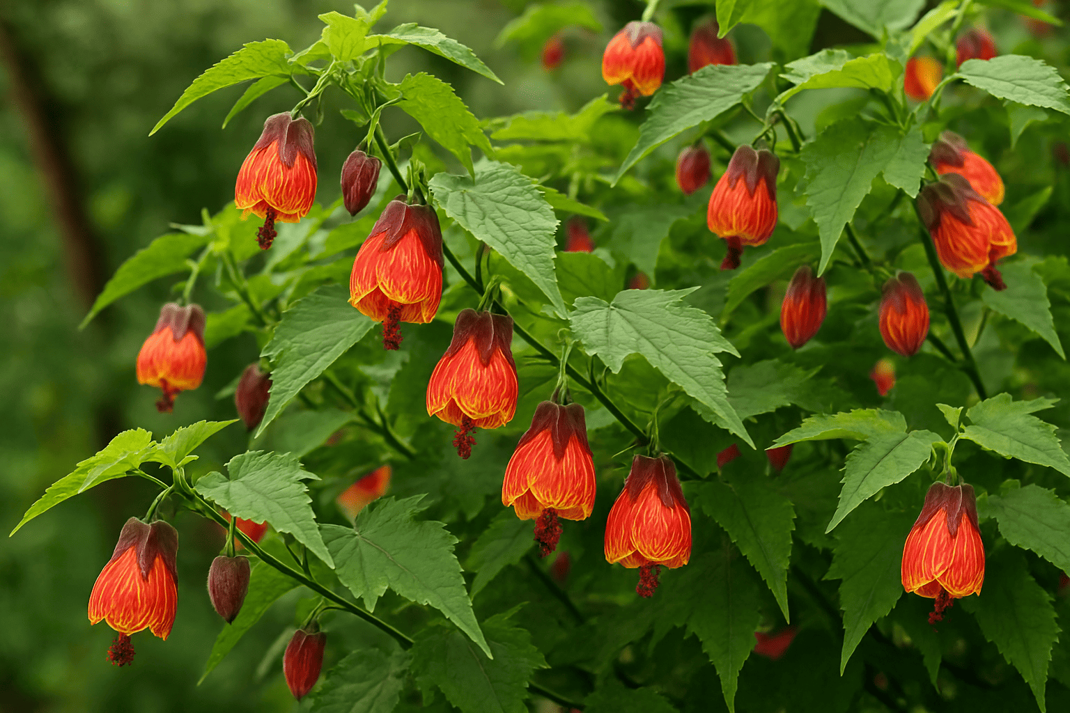 Abutilon Plant Care with Effective Growing Conditions - myindoorplants
