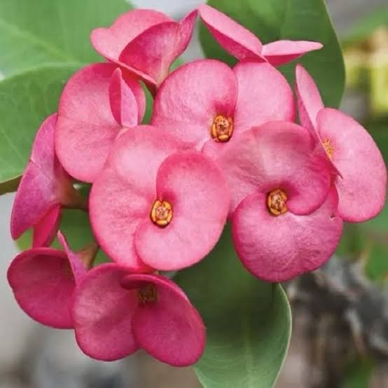 How to grow and care Euphorbia plant - myindoorplants.com