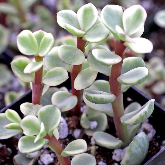 Rainbow Elephant Bush Plant: Care and Tips - myindoorplants.com