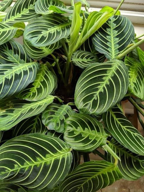 Complete Guide to Prayer Plant Care - myindoorplants
