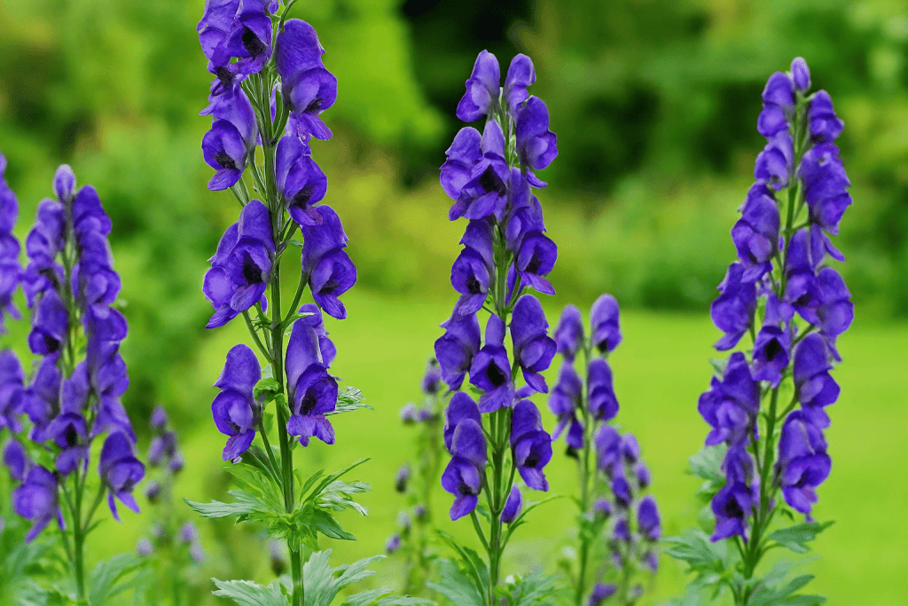 How to Grow Monkshood Plant: A Complete Care Guide - myindoorplants
